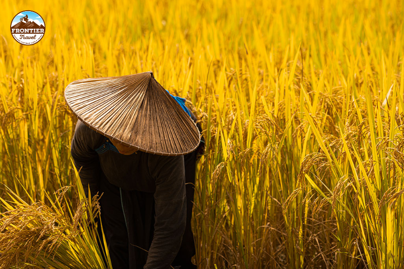 A Journey Through Five Breathtaking Rice Fields In Viet Nam